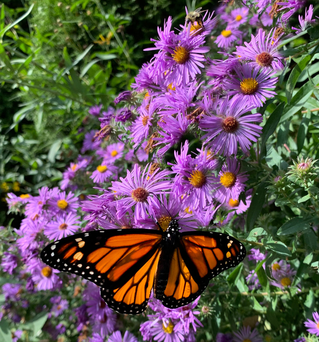 Individual Native Plants Get it now - Rochester Pollinators