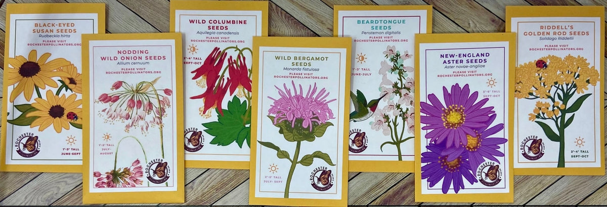Michigan Native Wildflower Seeds – Rochester Pollinators