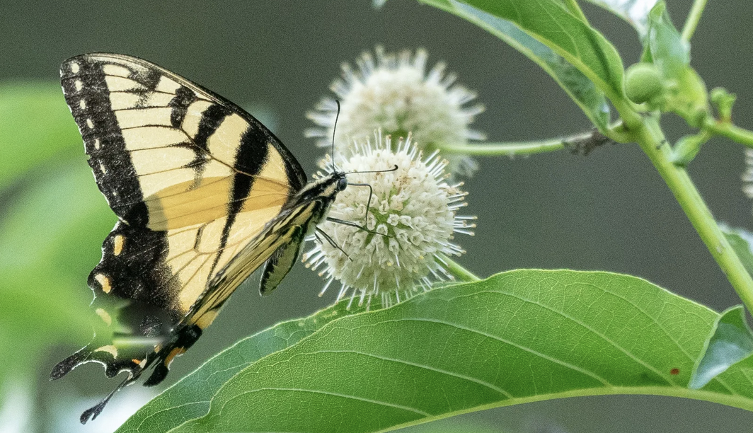 Native Shrubs Get it now - Rochester Pollinators