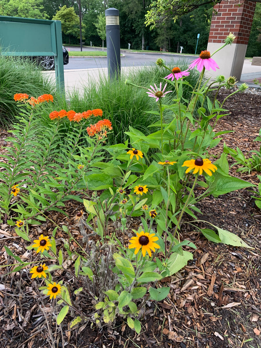 Women of Banglatown Pollinator Garden Project – Rochester Pollinators
